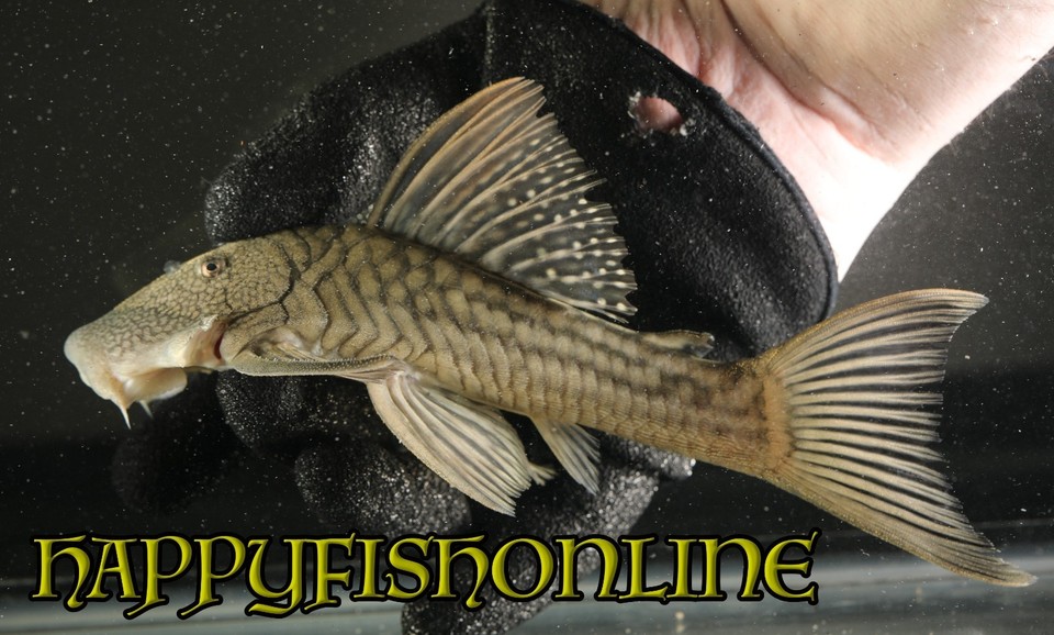 EXTREMELY RARE Chaetostoma tachiraense PLECO! MASSIVE LIVE FISH! 8-10 ...