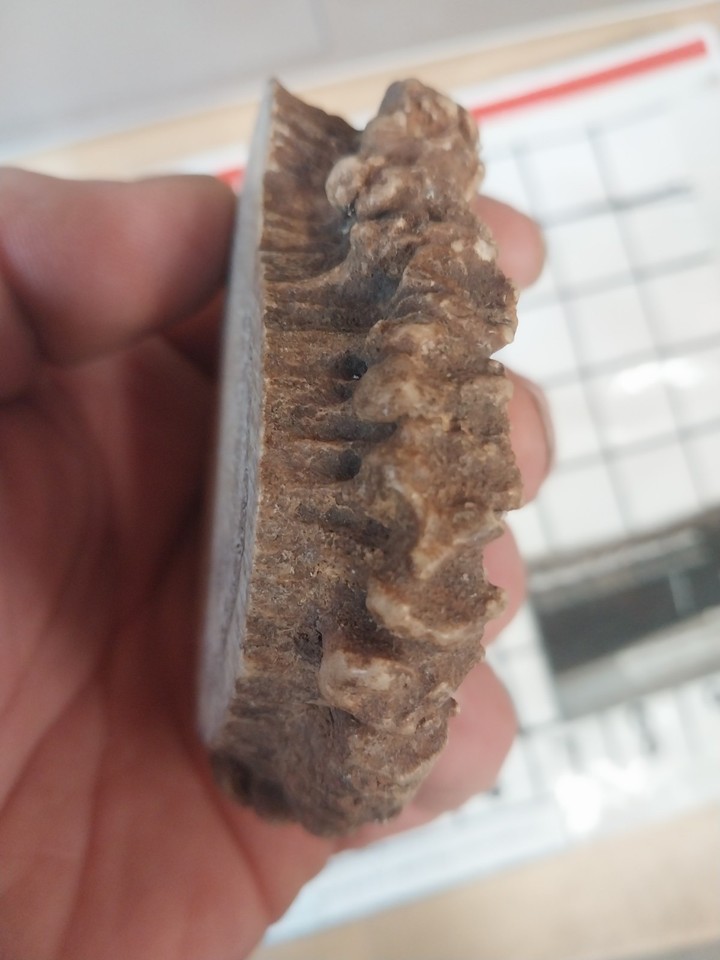 1 BROWN #1 ELK ANTLER CROWNS ROSETTES BURR NATIVE CRAFTS 3 to 3.5 Inch ...