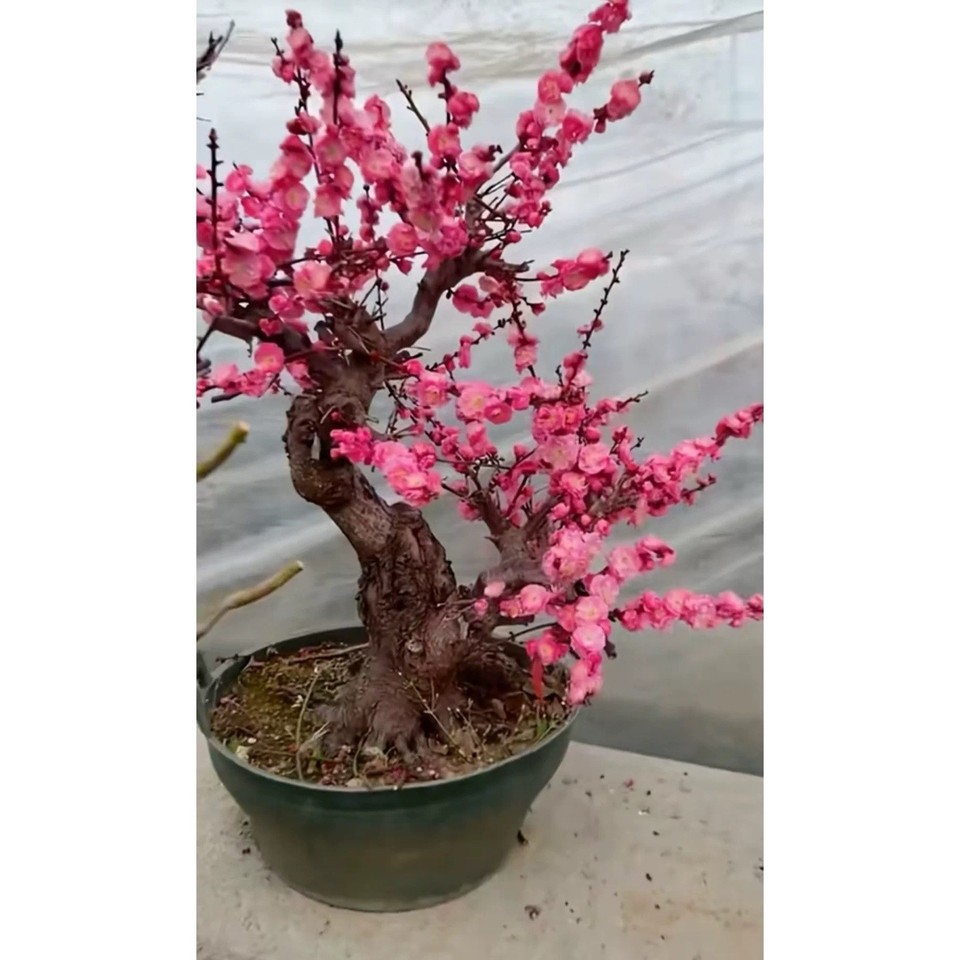 Big Trunk Japanese Plum bossom Bonsai Tree fenghoumei 丰厚梅Bonsai Tree 10 ...