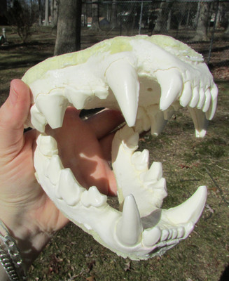 Huge spotted hyena jaws teeth cast replica taxidermy | eBay