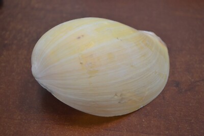 MELO MELON DIADEMA SEA SHELL BEACH DECOR 4" - 5" #9086 | eBay