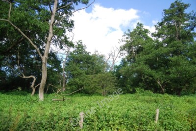 Photo 6x4 Wooded marshland by The Wey Navigation Broadford/SU9946 The ...