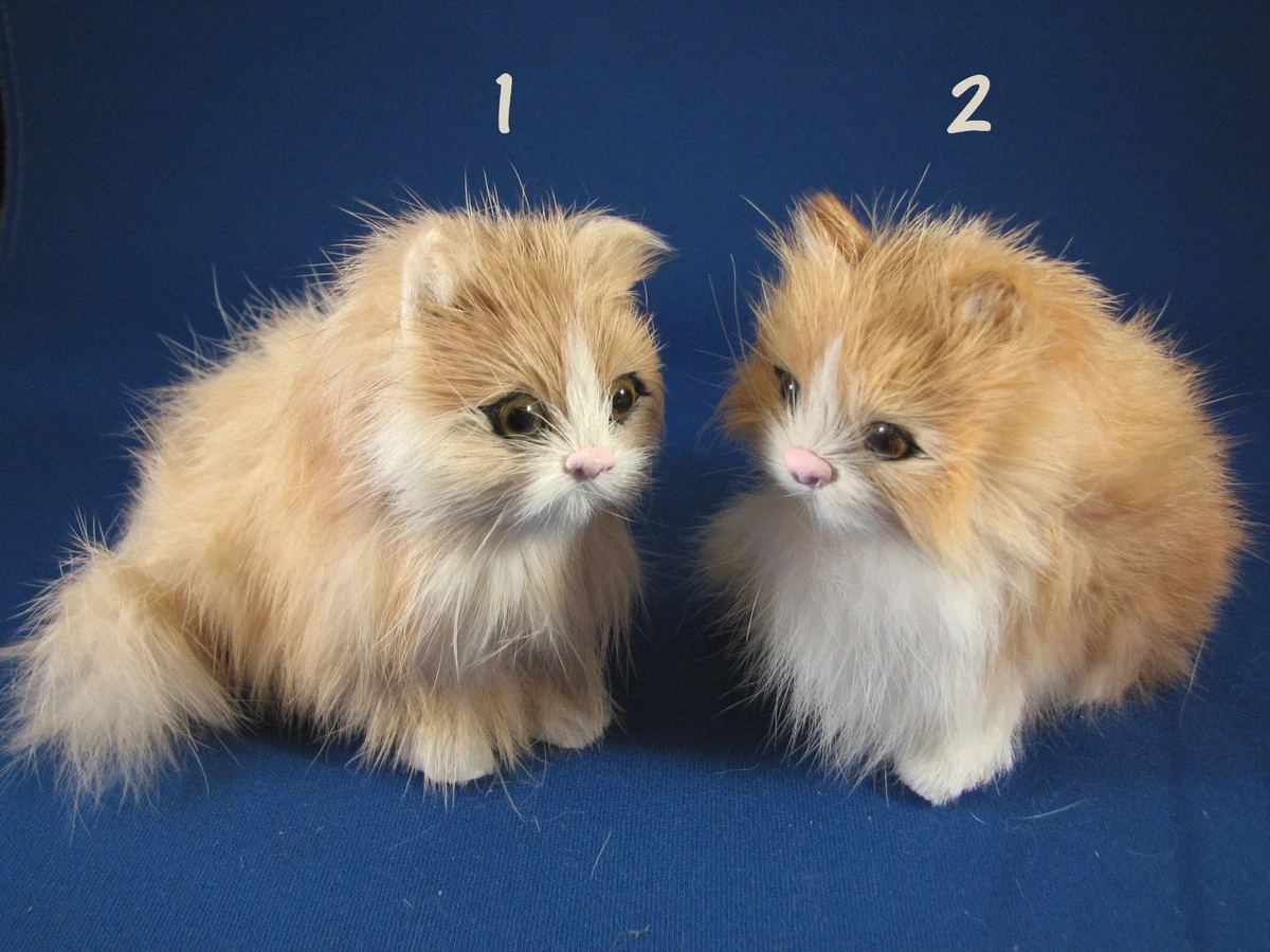 Tan Cats Fluffy