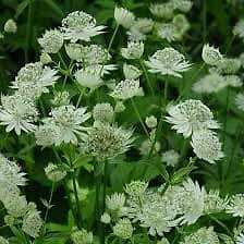 White Astrantia Major Seeds ~ 'Star of Billion' ~ The Great Masterwort ...