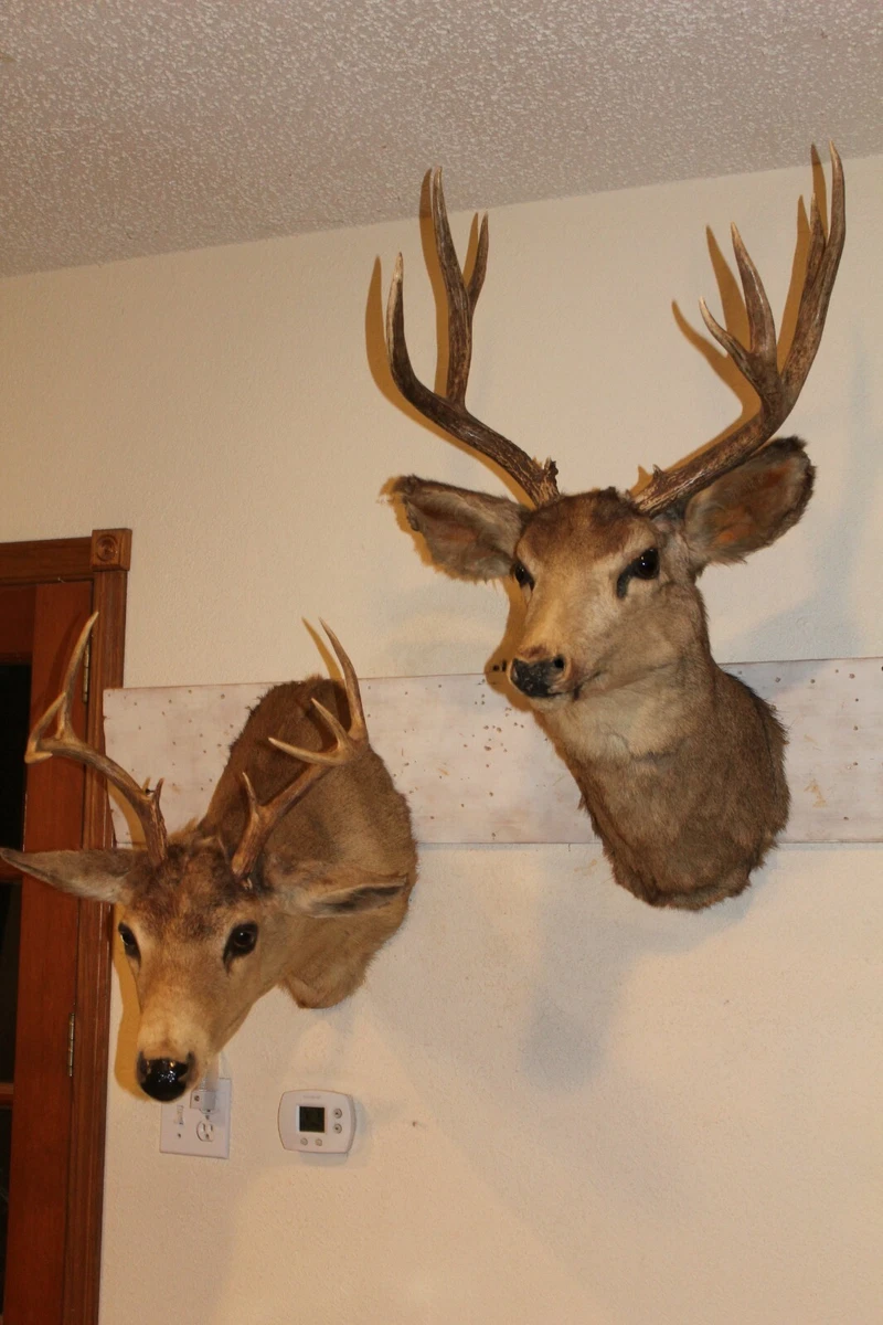 Cool Deer Shoulder Mounts