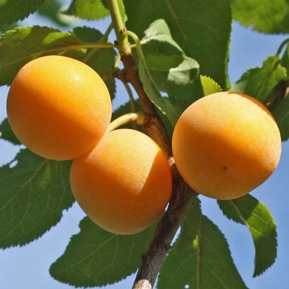 Dwarf Patio Plum 'Mirabelle de Nancy' Tree, Self-fertile Incredibly ...