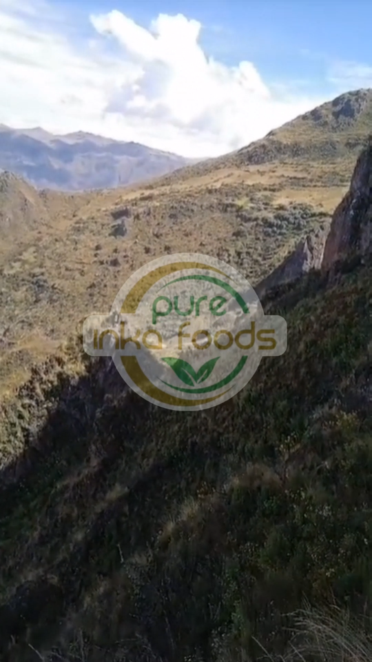 Black Mashua Powder - Andean ProstaPowder -100% Mashua Powder | Mashua ...