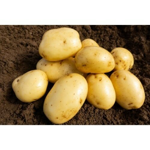 Seed Potatoes 70+ Varieties - Scottish Basic Seed Potatoes X20 Tubers ...