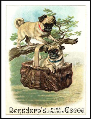 PUG LOVELY VINTAGE STYLE DOG ART COCOA ADVERT PRINT POSTER | eBay