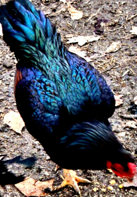 6 NPIP/AI DARK CORNISH INDIAN GAME EGGS SHOW QUALITY GRADE A++ | eBay