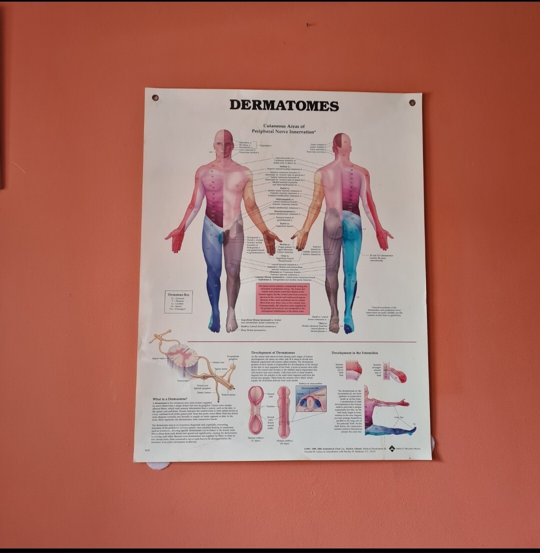 Anatomical Medical Posters The Anatomical | Grelly UK