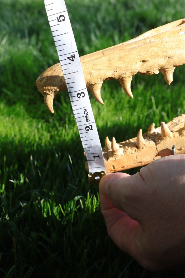12.5 Inch Composite Mosasaurus Skull Fossil Morocco Mosasaur Skull Jaw ...