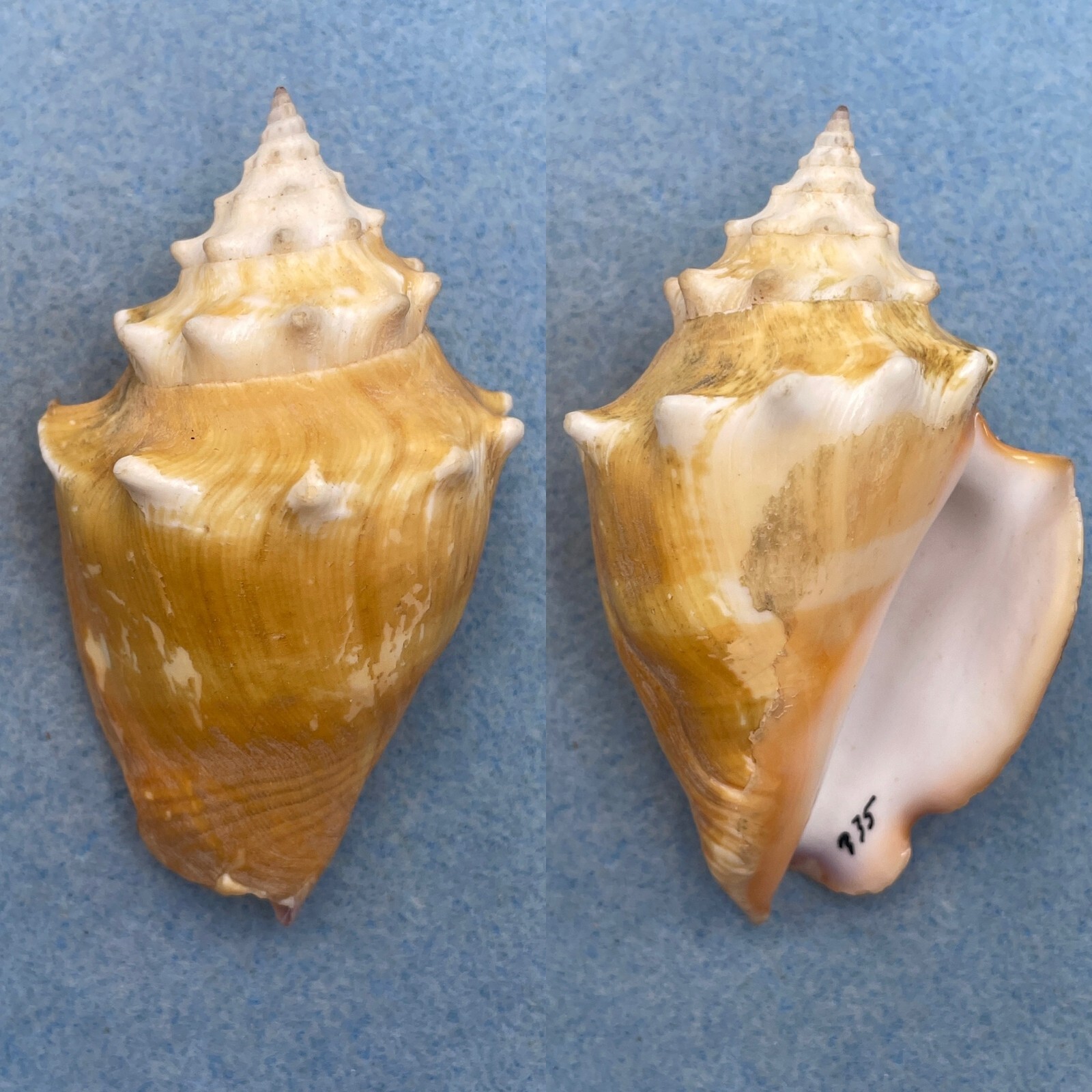 #1 Strombus gracilior 77.5mm F+ W/Periostracum, Guaymas, Mexico | eBay