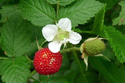 NATIVE ATHERTON RASPBERRY PLANT,BUSH TUCKER,RUBUS PROBUS,GARDEN FRUIT ...