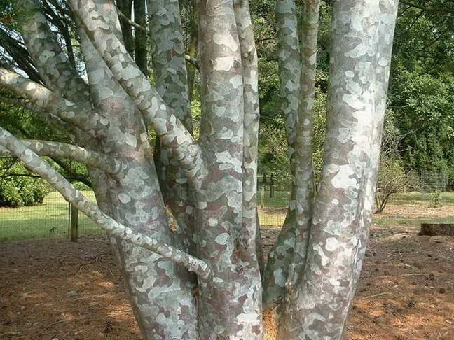 Lacebark Pine, Pinus bungeana, Tree Seeds (Showy Hardy Evergreen ...