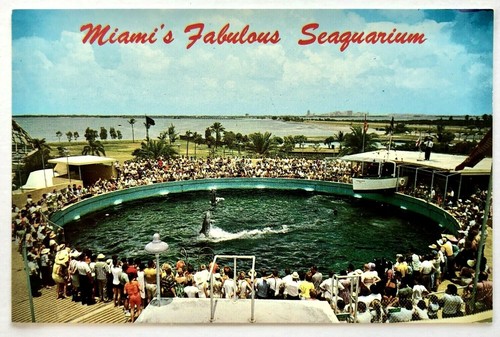 1960s Miami Florida Seaquarium Dolphin Porpoise Cha Cha Tail Dancing FL ...