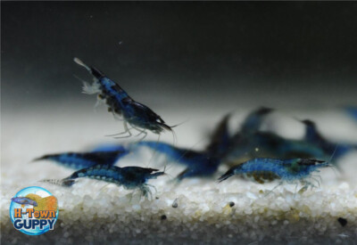 Blue Carbon Rili Shrimp - Freshwater Neocaridina Aquarium Shrimp. Live ...