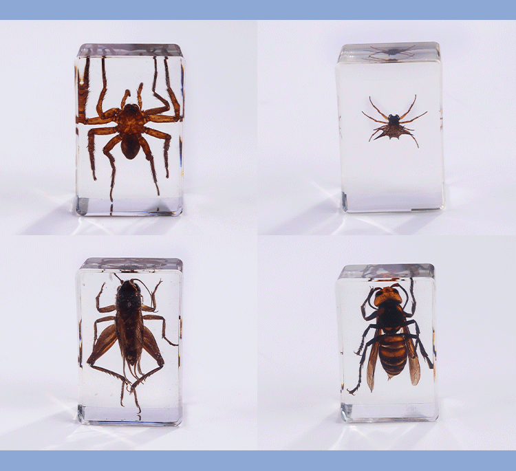 Real insect In Resin Insects In Resin insect Specimen Collection random ...