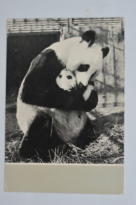 Giant Pandas Postcard (POSTED, HONG KONG POSTMARKED) | eBay