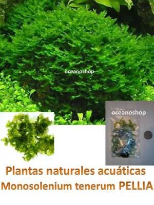 Monosolenium tenerum Musgo Pellia musgo acuario planta PORCIÓN 6X6CM | eBay