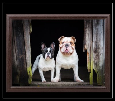Country Matters British & French Bulldogs Lap Tray - Brexit - 33 x 44cm ...