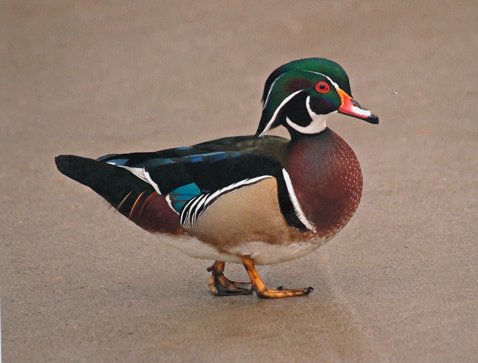 John Isaac Print "Wood Duck, New Mexico" 2005 | eBay