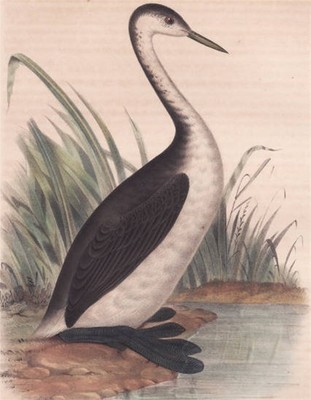 Original 1855 Color lithograph of the Long-necked Grebe, Rare antique ...