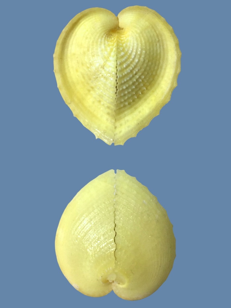 Cardiidae, Corculum cardissa, Olango, Philippines, 31 mm, LEMON YELLOW ...