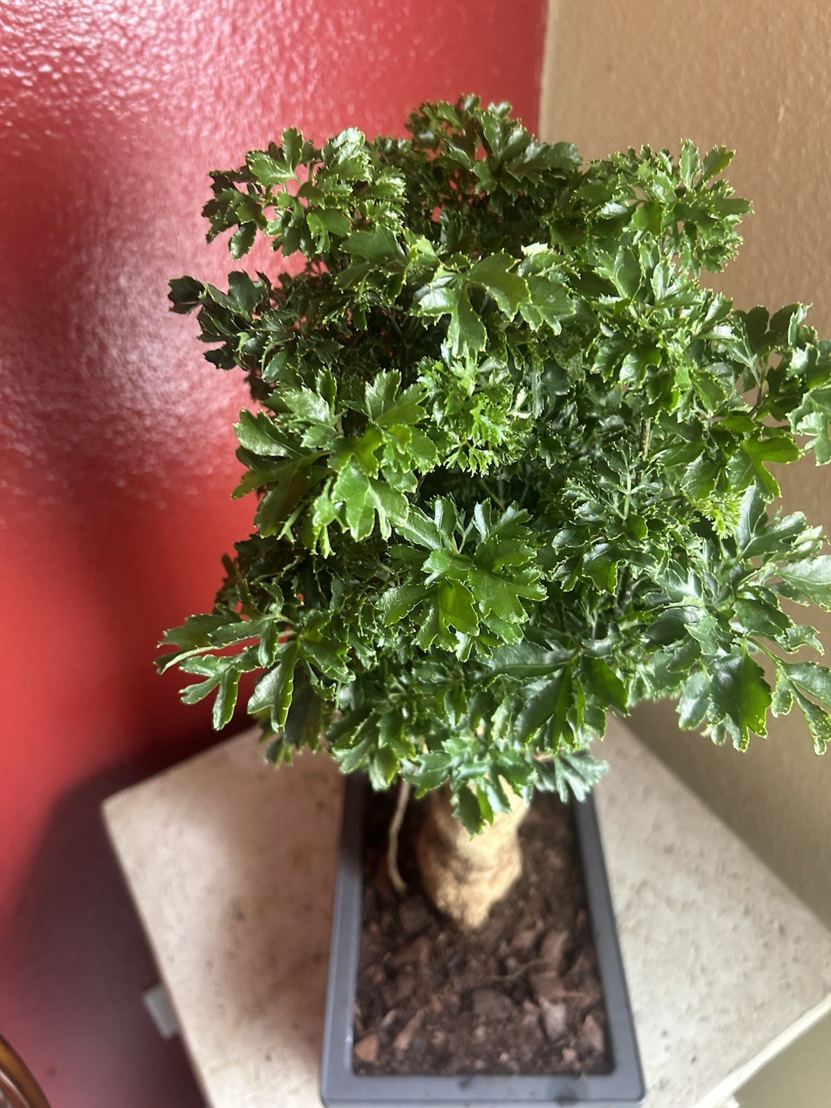 Aralia Ming Stump Polyscias Fruticosa Pre-Bonsai Dwarf Big Fat Trunk | eBay
