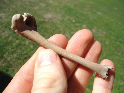 RARE GOLDENEYE DUCK HUMERUS FLORIDA FOSSILS ICE AGE AVIAN BIRD BONES ...