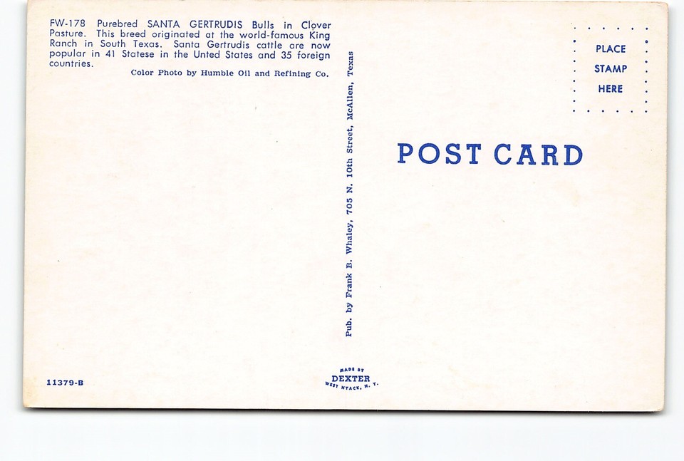 Purebred Santa Gertrudis Bulls Clover Field King Ranch South Texas TX ...