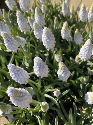 Five Pale Blue Muscari 'Babys Breath' Bulbs Grape Hyacinth) Free ...
