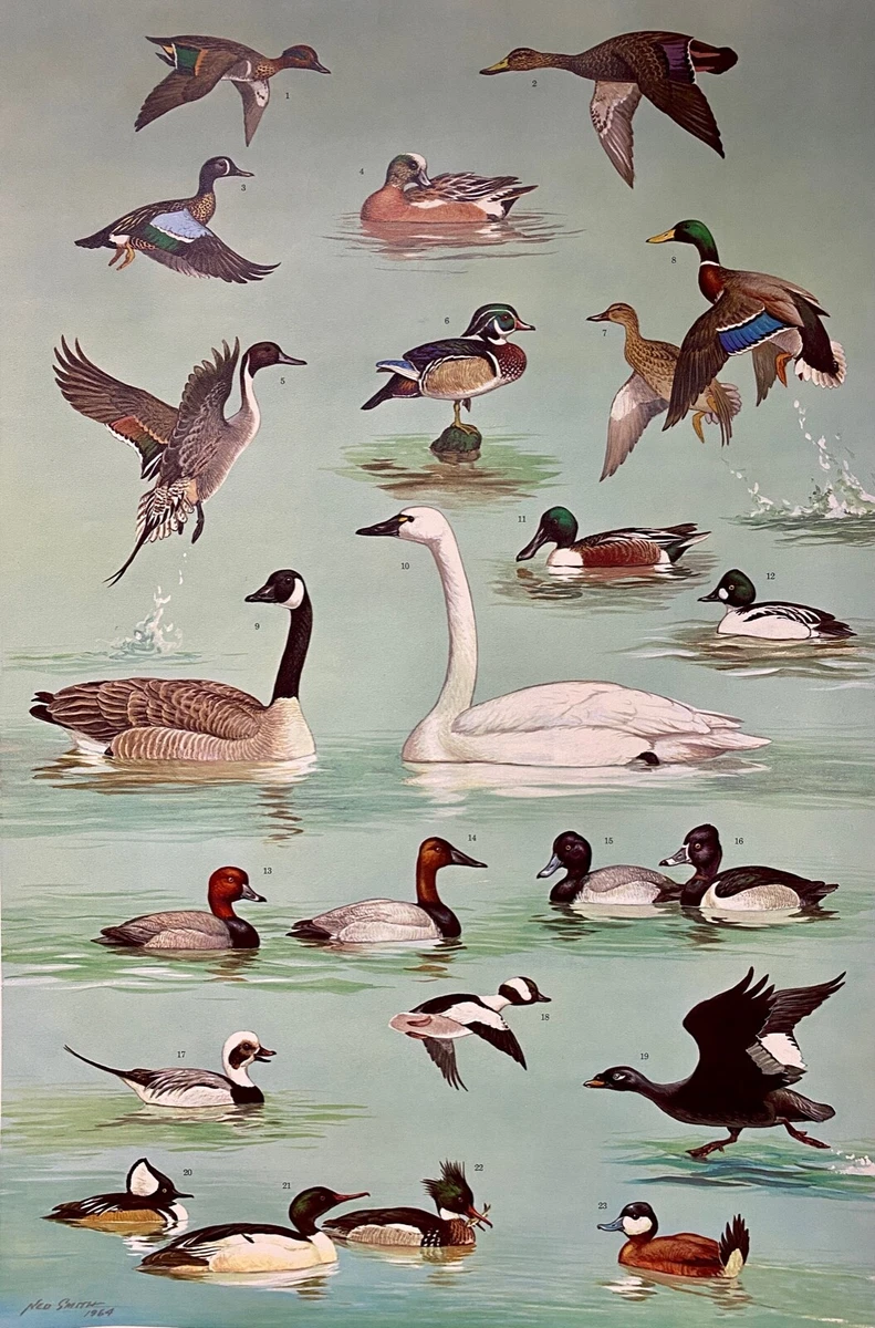 Duck Species Chart