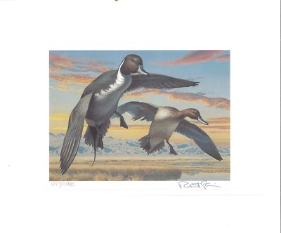 NEVADA #6 1984 STATE DUCK STAMP PRINT PINTAILS by Robert Steiner List ...