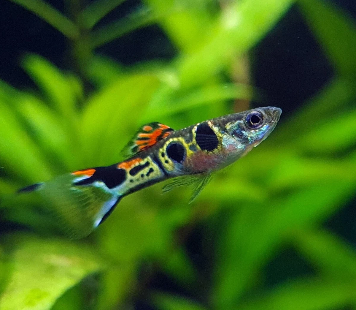 Endlers Livebearers