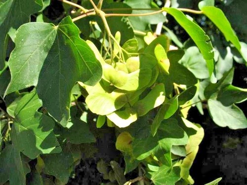 20 QUEEN ELIZABETH HEDGE MAPLE SEEEDS - Acer campestre 'Evelyn' Queen ...