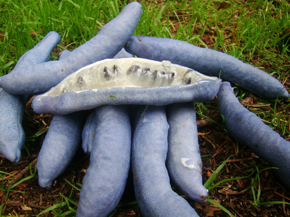 2x Decaisnea fargesii, Blue Sausage Shrub, rare edible shrub, hardy ...