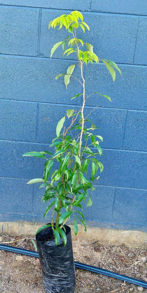 LYCHEE KWAI MAI PINK B3 TREE MARCOT QUICK TO FRUIT LIKE A GRAFTED TREE ...