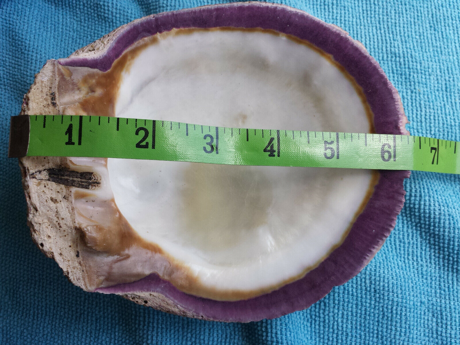 Spiny Oyster Purple Half Shell approx. 5 inch QUANTITIES AVAILABLE | eBay
