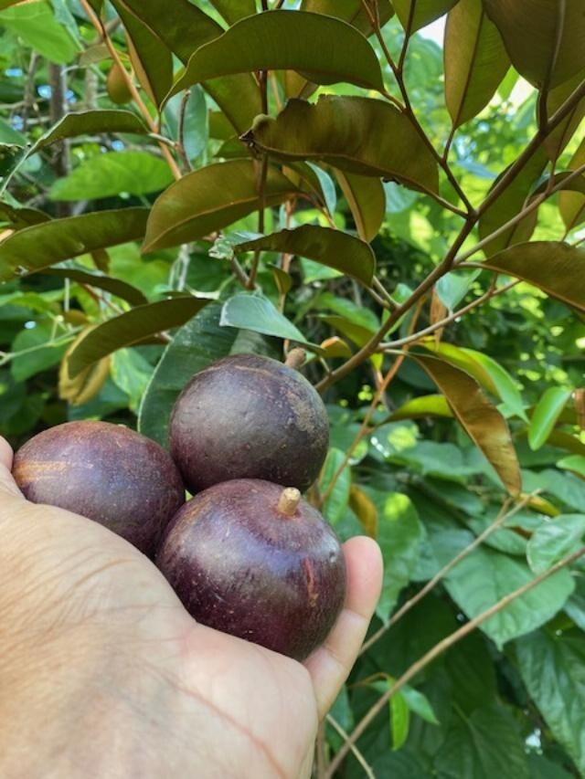 PURPLE STAR APPLE SEEDLING FROM 12 TO 14" TALL (CHRYSOPHYLLUM CAINITO ...