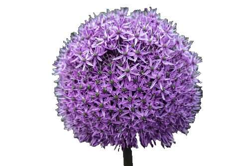 Allium Purple Sensation | eBay UK