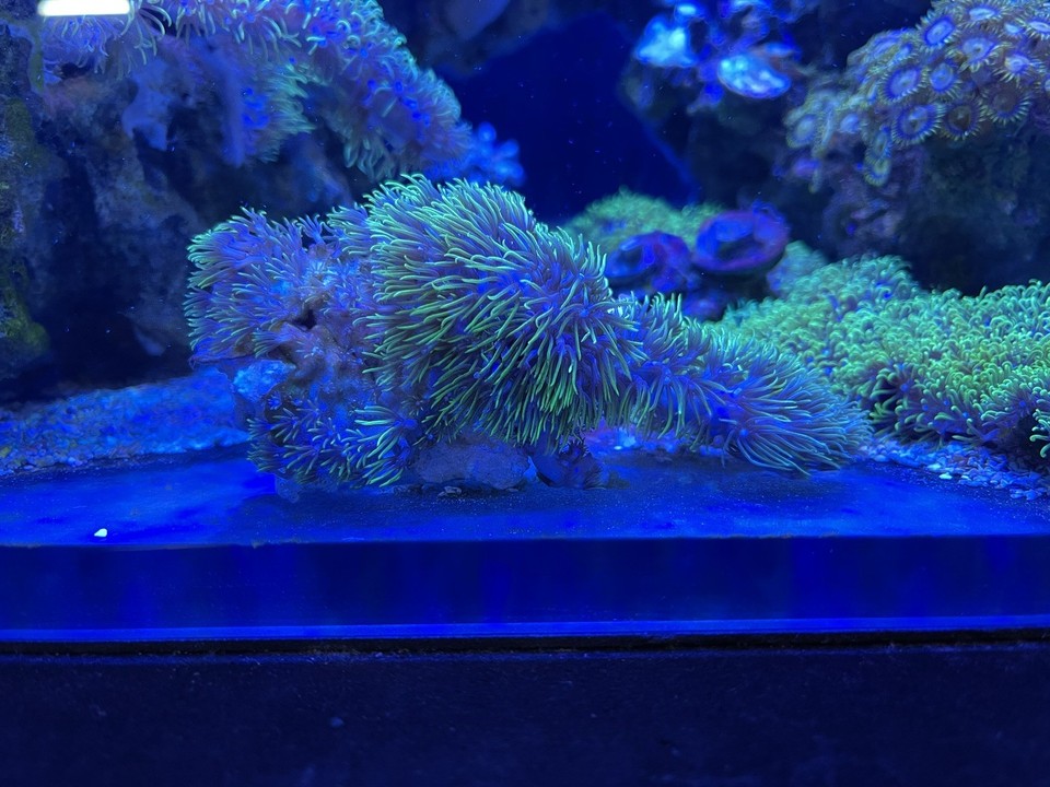 WYSIWYG Live Green Star Polyps GSP Corals | eBay