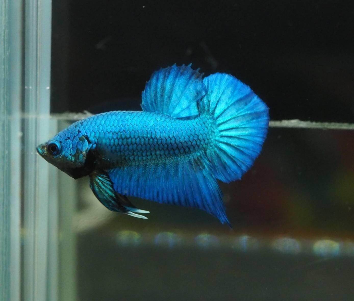 Pair of Bettas Super Green male and female Live Betta Fish Plakat for ...