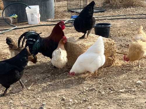 10+ Fresh & Fertilized Domestic Barnyard Mix Chicken Hatching Eggs ...