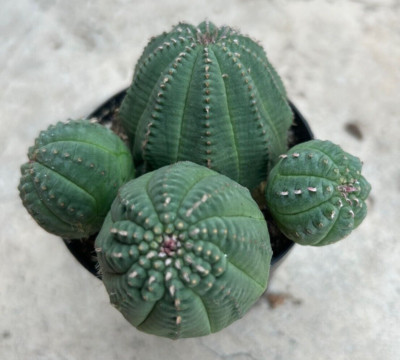 Euphorbia Obesa, 'Baseball / Basketball Plant', Comes in a 3.5" Pot | eBay