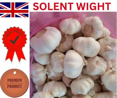 20X Garlic Cloves "SOLENT WIGHT" From Bulbs - For Planting Viable ...