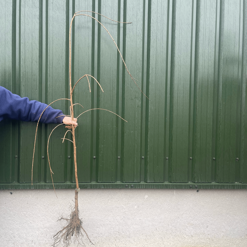 Prunus Pendula Pendula Rubra Single Pink Weeping Cherry Blossom Tree ...