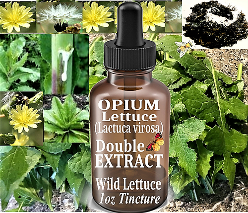 1 oz STRONG 4X Wild Lettuce Extract ~ Opium Lettuce 4X Tincture 100% ...