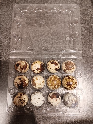 FERTILE quail hatching eggs 12 EGGS | eBay