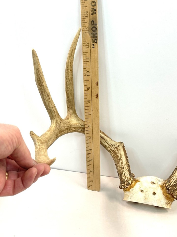 Vintage Large 7 Point Whitetail Deer Antlers w/Skull Cap taxidermy ...